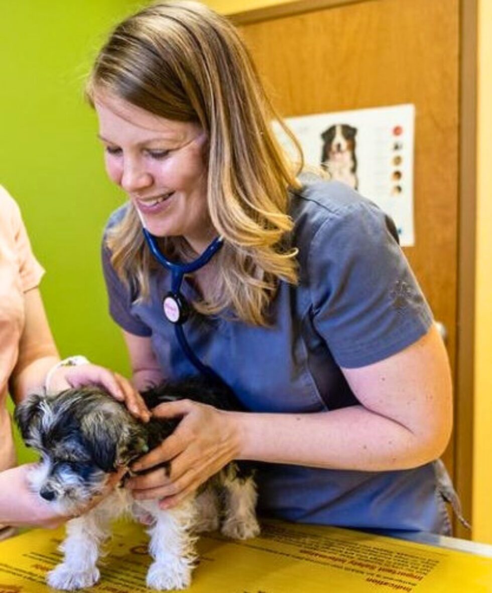 Best Veterinary Hospital In Johnson City, TN | Boones Creek Animal Hospital